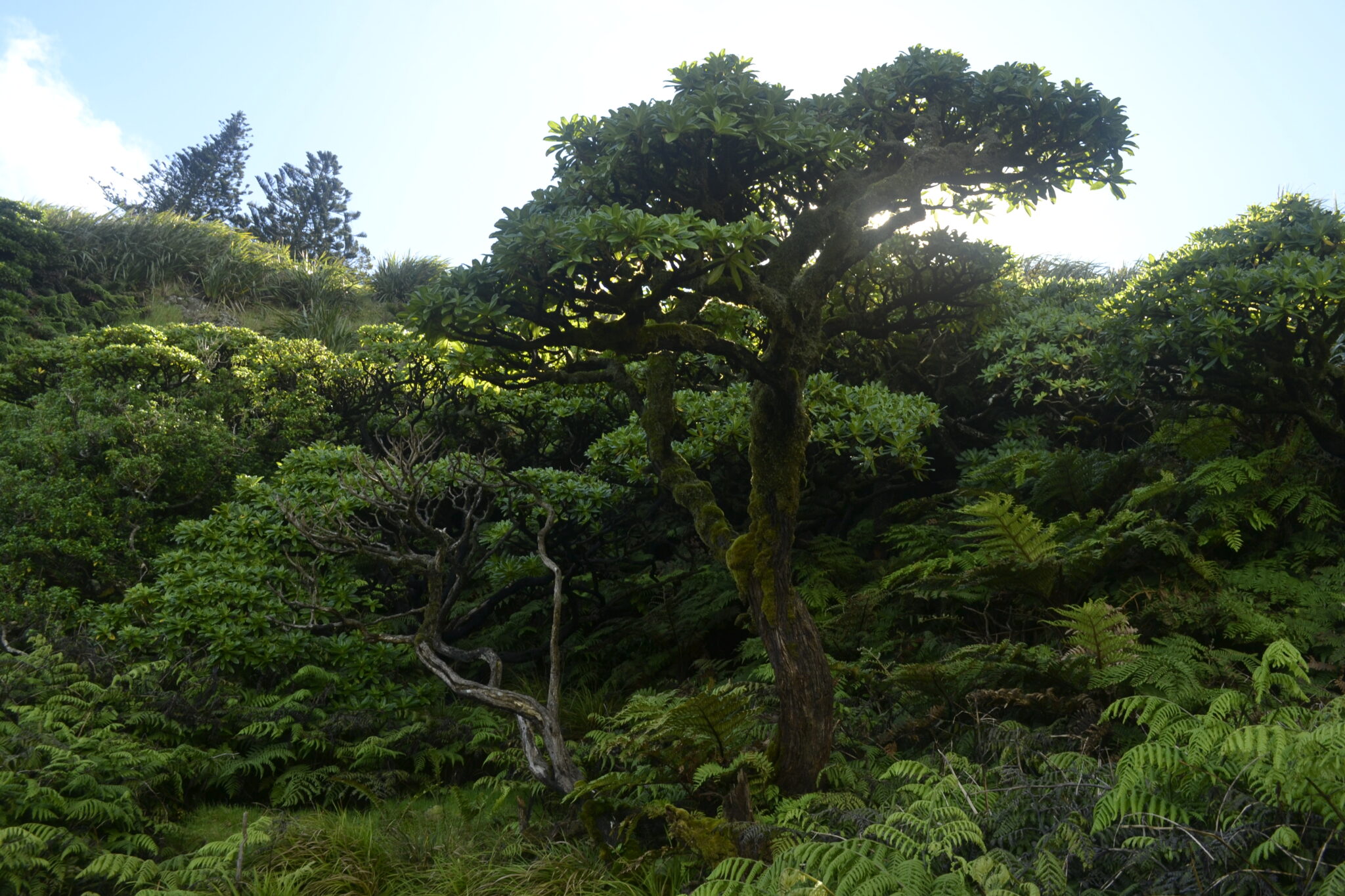 St Helena Island: Blue Sky Thinking to Save a Cloud Forest - Inspire Global